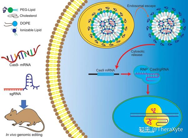 mRNA药物递送载体有哪些？ - 知乎