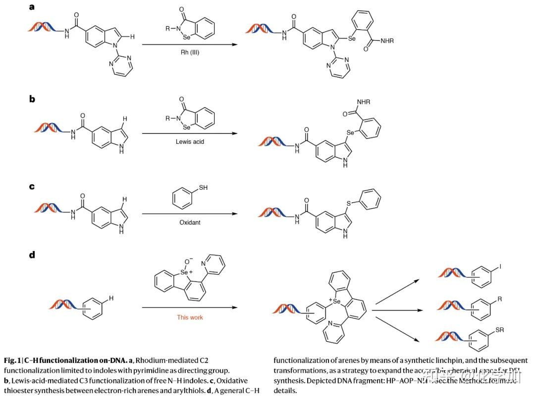 德国马普所Tobias Ritter课题组Nat. Chem.：DNA上富电子芳烃的C-H 官能团化反应 - 知乎