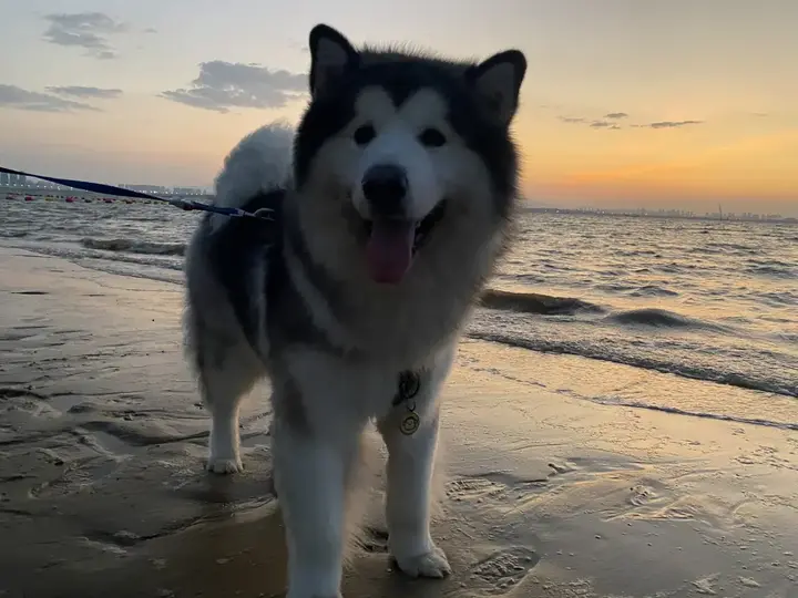 24Fall CS申请总结（港澳） - 知乎