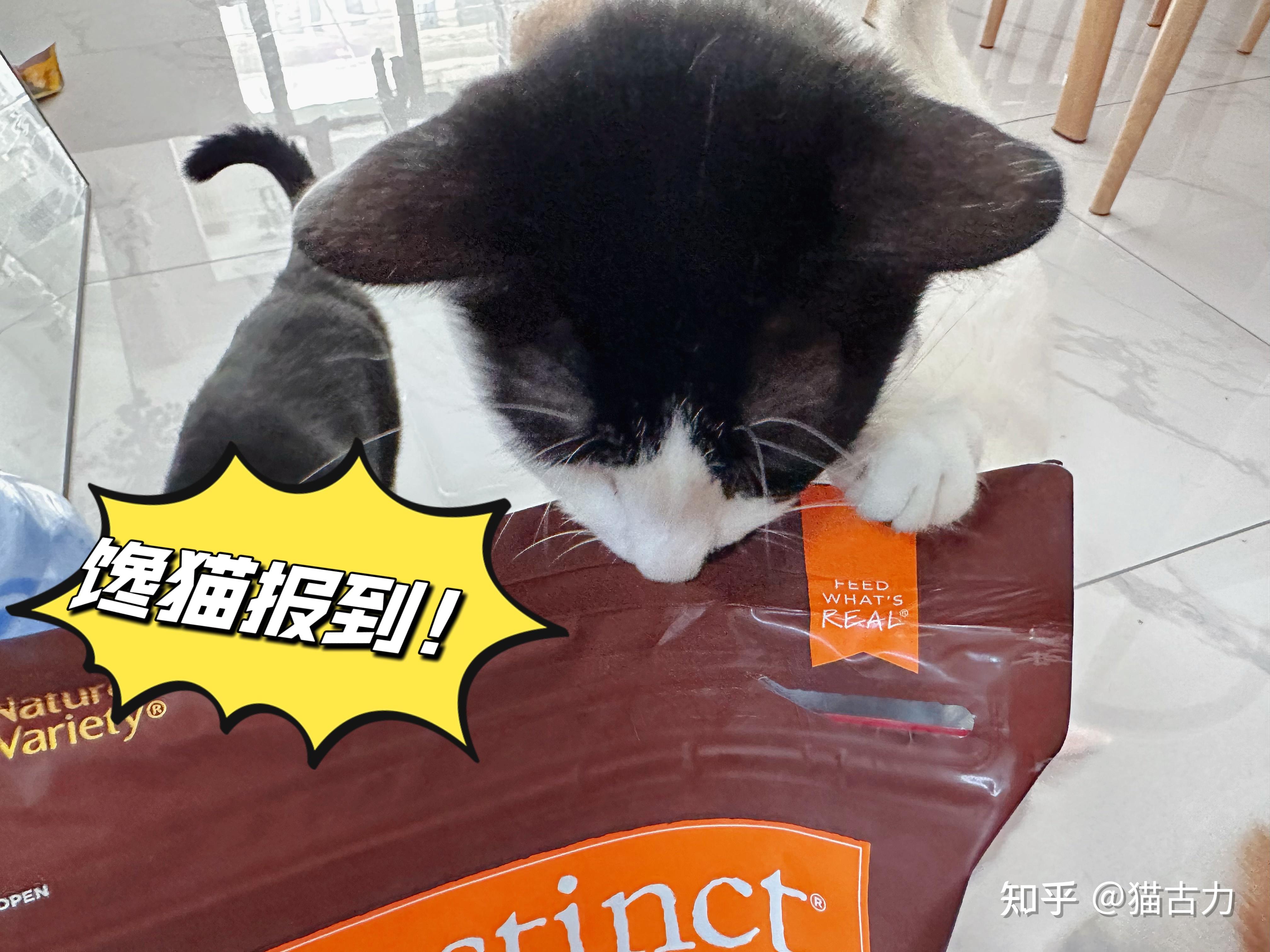 猫太瘦？不长肉？——超实用瘦猫“自救”指南，实测管用！ - 知乎