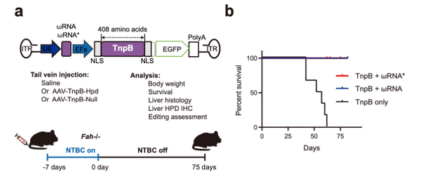 临港实验室胥春龙等改造TnpB-ωRNA编辑治疗酪氨酸血症小鼠 - 知乎