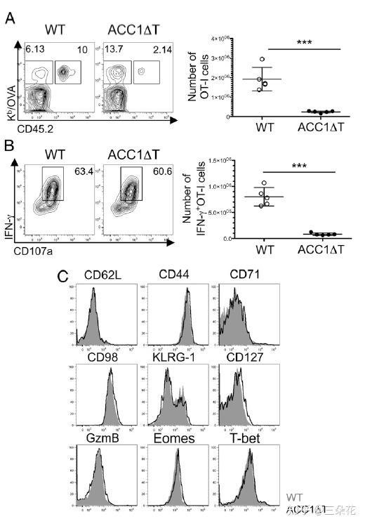 ACC1和ACC2的区别 - 知乎