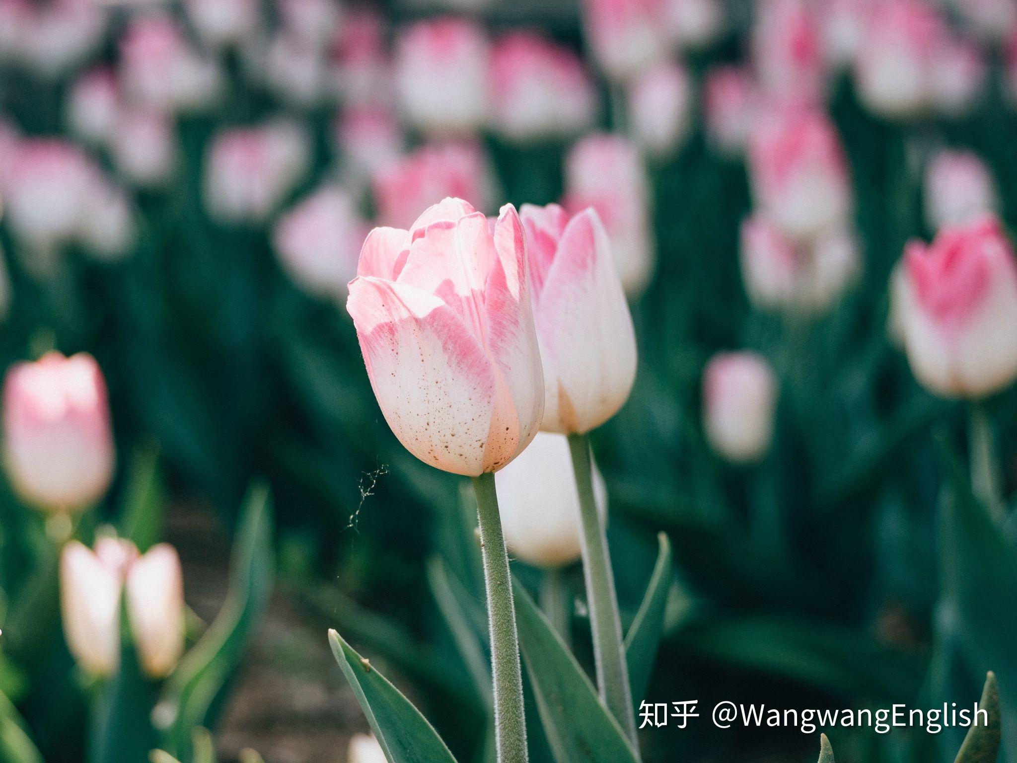 请问set an example to和for有没有区别？如果有，是什么区别？ - 知乎