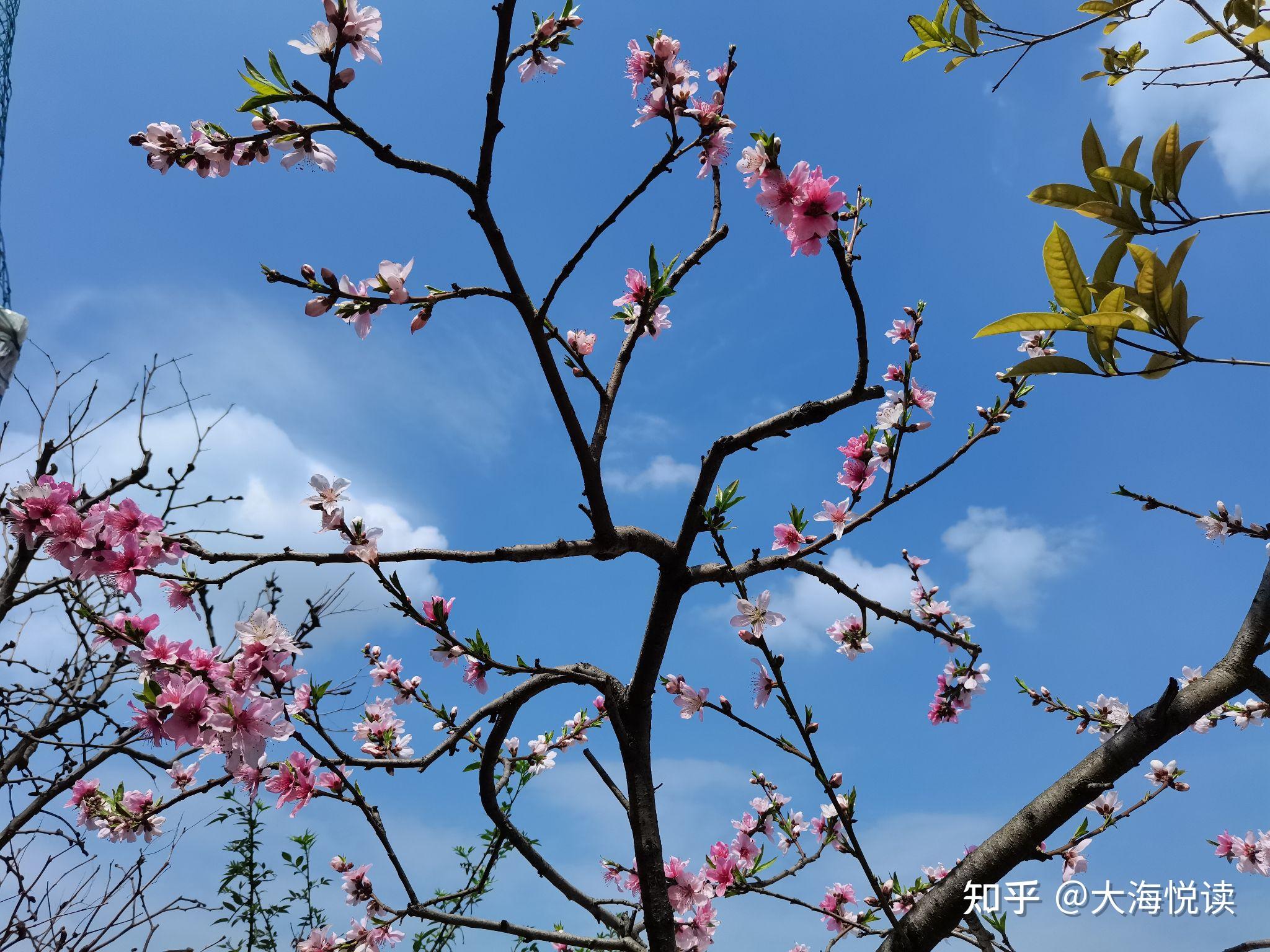 《平凡的世界》N0.1:我们的平常，藏着别人的万分渴望 - 知乎