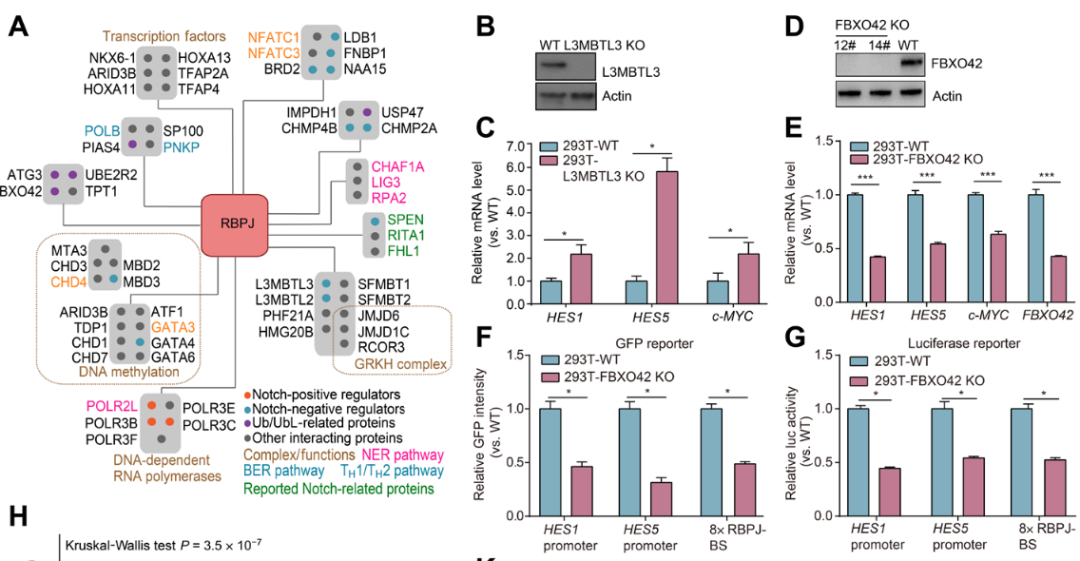 Science Advances | 复旦大学/西湖大学发现FBXO42促进Notch信号激活的潜在机理 - 知乎