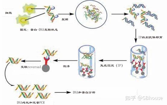 IP COIP ChiP RIP pull-down还在傻傻分不清楚？（理论知识） - 知乎
