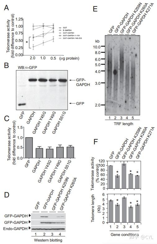 【文献翻译】甘油醛-3-磷酸脱氢酶(GAPDH)通过与端粒酶RNA组分相互作用诱导癌细胞衰老 - 知乎