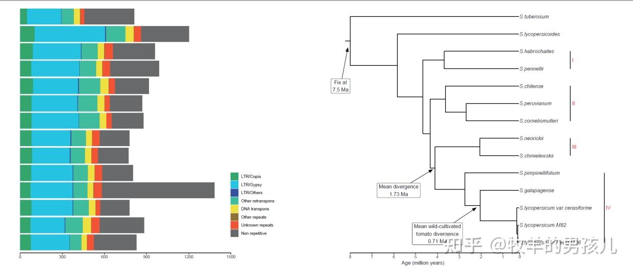跟着Nature Genetics学作图：R语言ggtree画进化树展示不同种番茄的进化关系 - 知乎