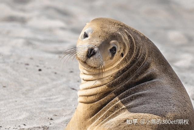 300ETF期权交易在哪学习技巧和策略？ - 知乎