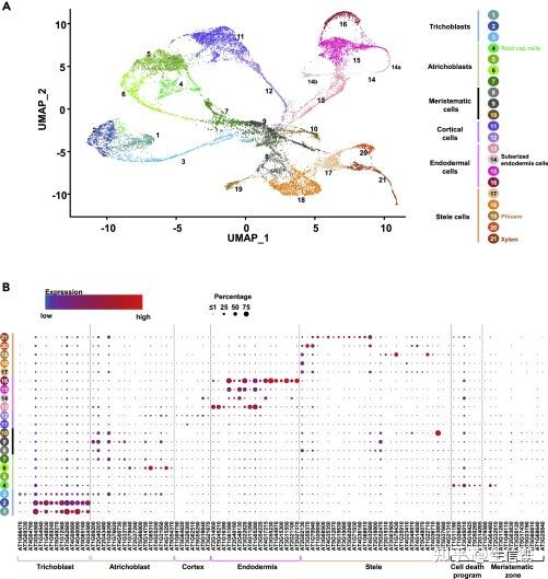 MP|snRNA-seq和snATAC揭示了拟南芥根中染色质可及性对基因表达的影响 - 知乎