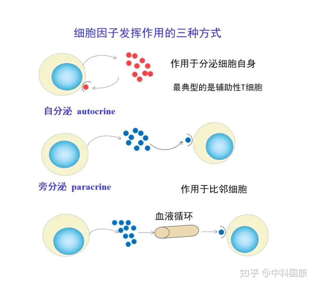 细胞因子到底是蛋白质还是基因？ - 知乎