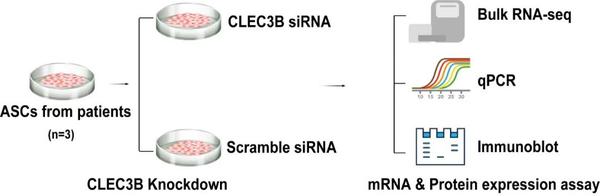 发现 | 继发性淋巴水肿的潜在治疗靶点及药物 - 知乎
