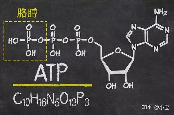 《生命科学系列》—— 能量货币：ATP - 知乎
