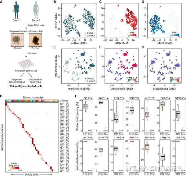 Lineage Tracing in Humans Enabled by Mitochondrial Mutations and Single ...