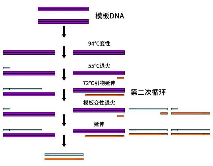 PCR、qPCR、RT-PCR、Real-time PCR傻傻分不清楚？ - 知乎
