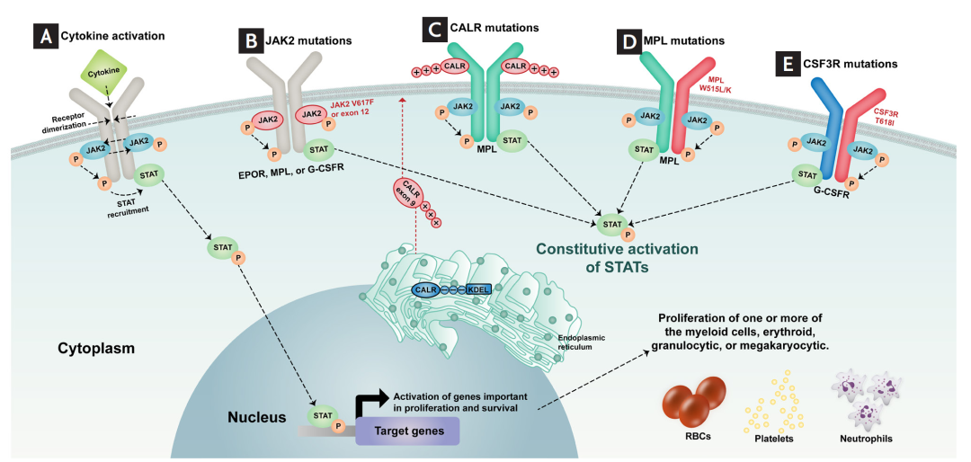 杰论系列 | 骨髓增殖性肿瘤MPN相关基因检测及临床意义 - 知乎
