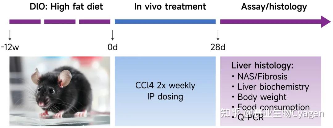 HFD+CCl4诱导的代谢功能障碍相关性脂肪肝炎MASH（NASH）小鼠模型 - 知乎