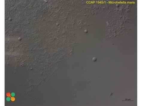 【古菌域全系列14】隐藻界Cryptista：隐于世间而影响世界 - 知乎