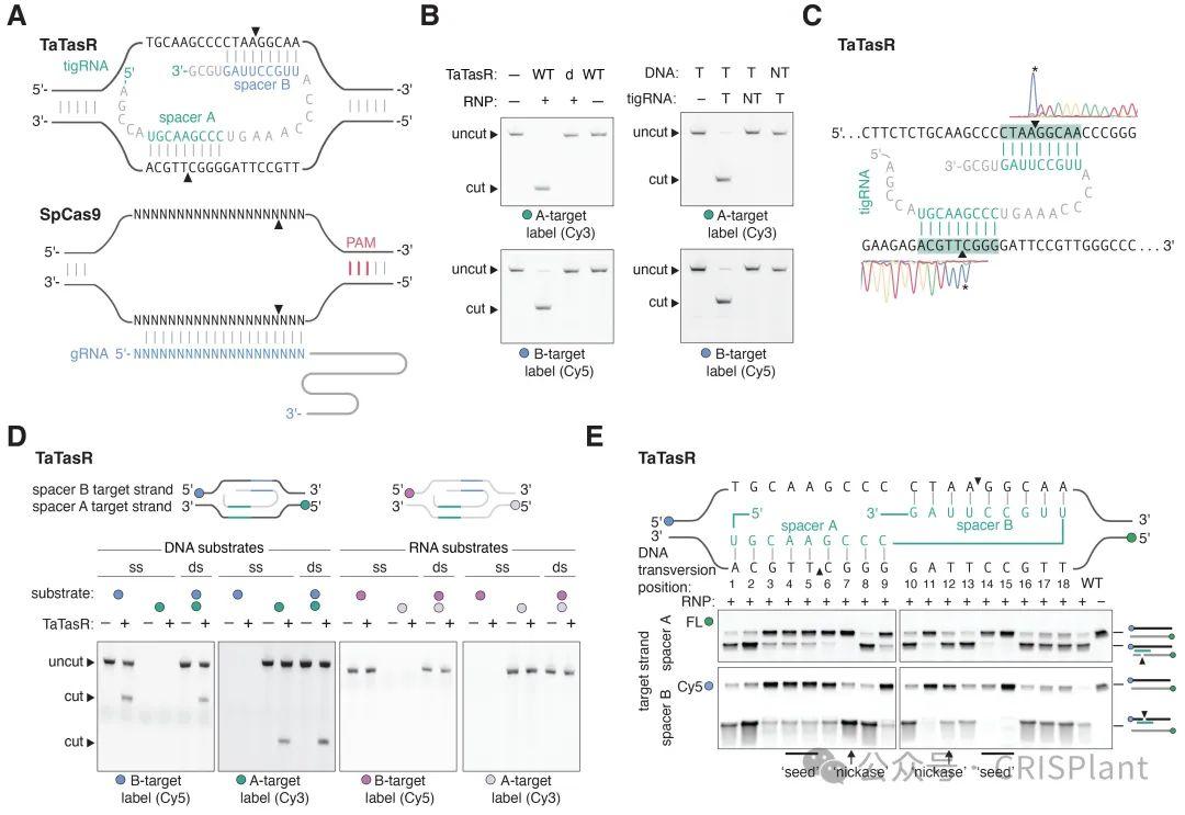揭秘TIGR-Tas：自然界隐藏的“基因剪刀”新家族 - 知乎