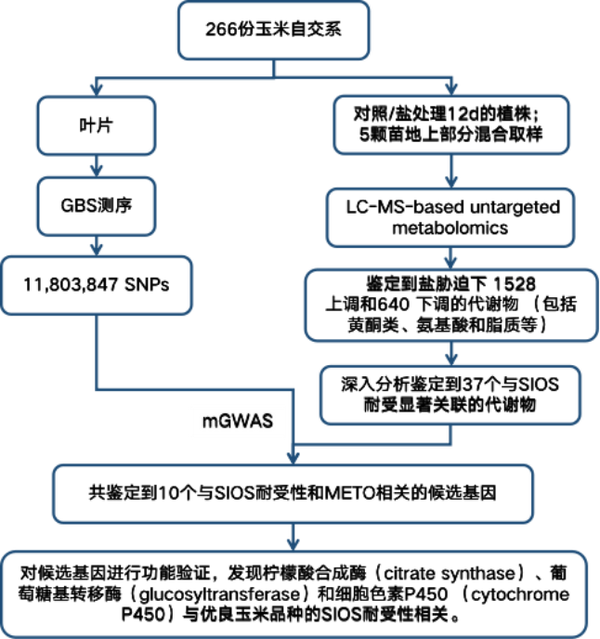 一文带你了解mGWAS在植物领域的经典研究思路！ - 知乎