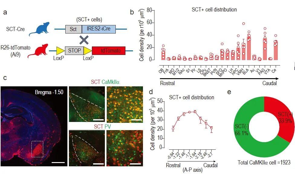 IF=23.18【客户文章】NSR：暨南大学粤港澳中枢神经再生研究院张力课题组在社交行为的神经机制领域取得重要进展 - 知乎