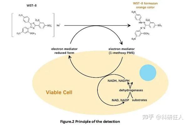实验专栏丨一文掌握CCK-8细胞增殖与毒性检测法，你值得了解！ - 知乎