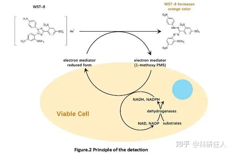 实验专栏丨一文掌握CCK-8细胞增殖与毒性检测法，你值得了解！ - 知乎
