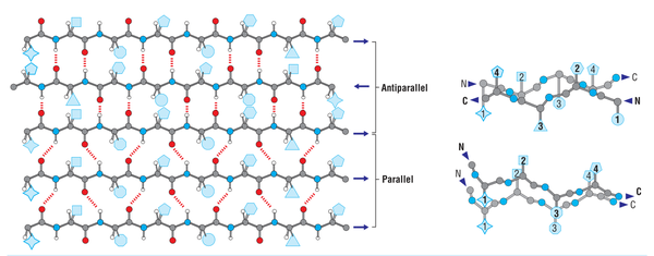 DSSP计算蛋白质二级结构 - 知乎