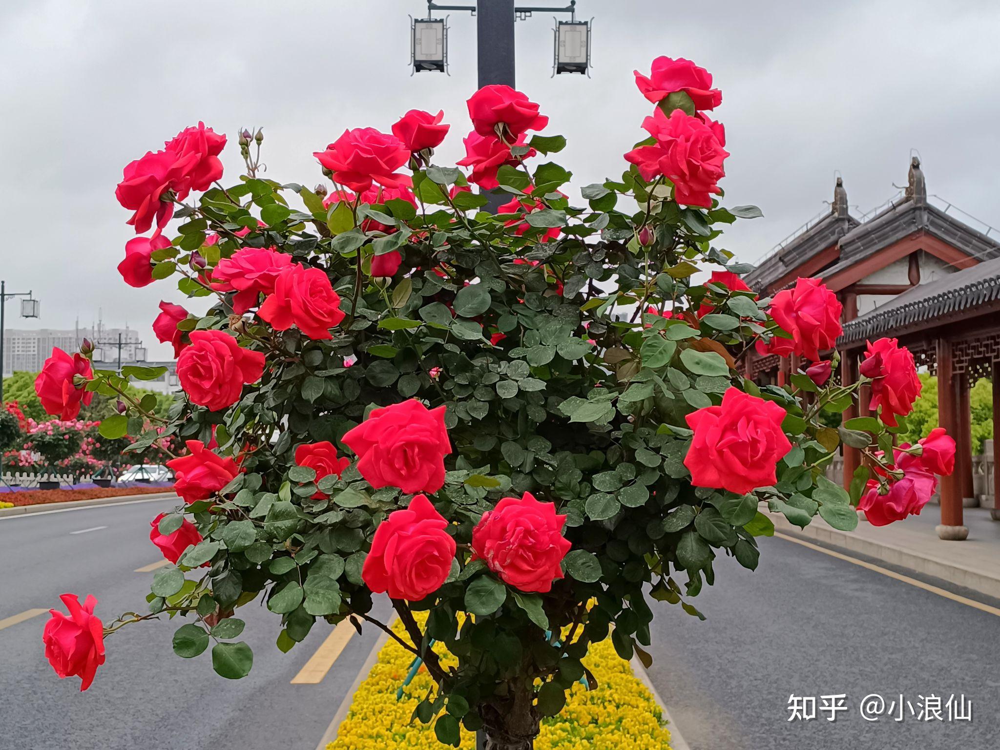 苏州人民桥的月季花~ - 知乎