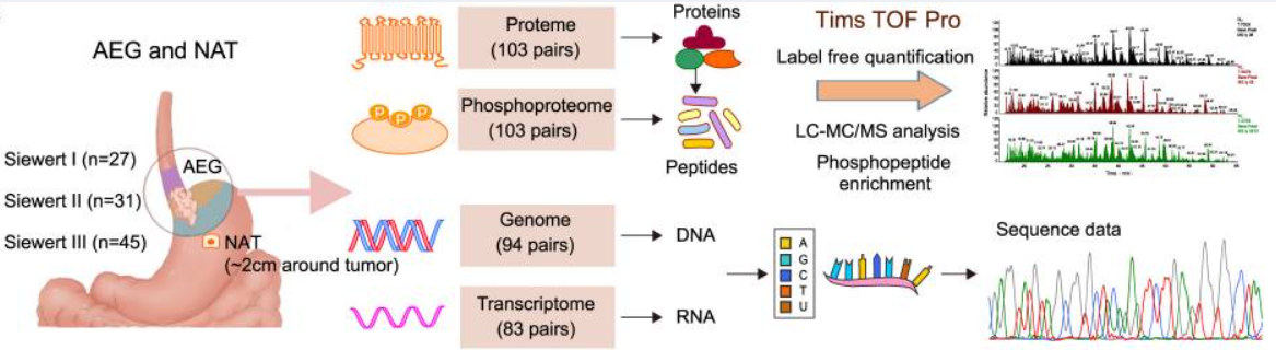 Nat Commun｜多组学揭示食管胃交界处腺癌(AEG)的三种蛋白质组学亚型及潜在的可药物化靶点 - 知乎