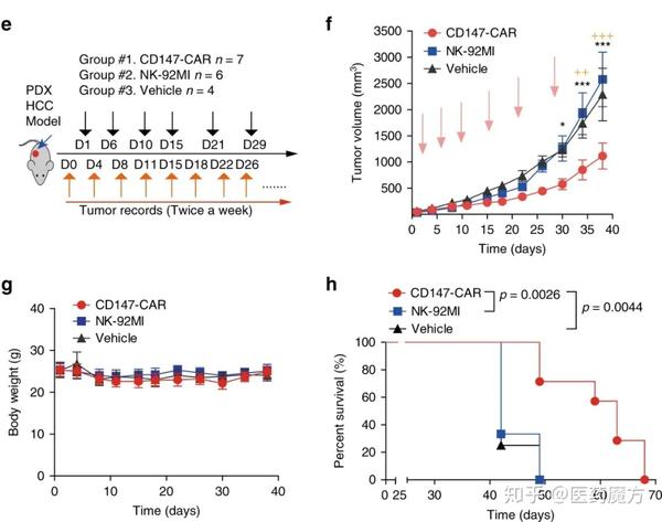 肝癌治疗新进展！CD147 CAR-NK：显示有效抗肿瘤活性 - 知乎