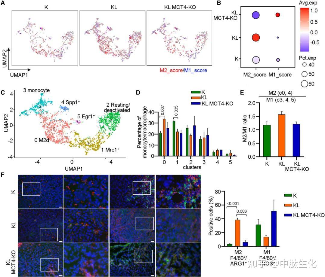 《癌细胞》：肿瘤“酸倒”T细胞！最新研究揭示，STK11突变型肺癌中的乳酸可抑制抗肿瘤免疫应答 - 知乎