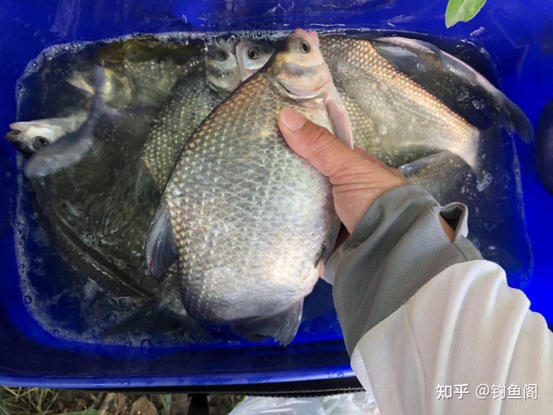 秋季最好钓的几种鱼，从中秋开始疯狂咬钩，新手也能轻松上鱼 - 知乎