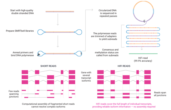 新锐视点 | 长读长测序家族之ISO-seq - 知乎