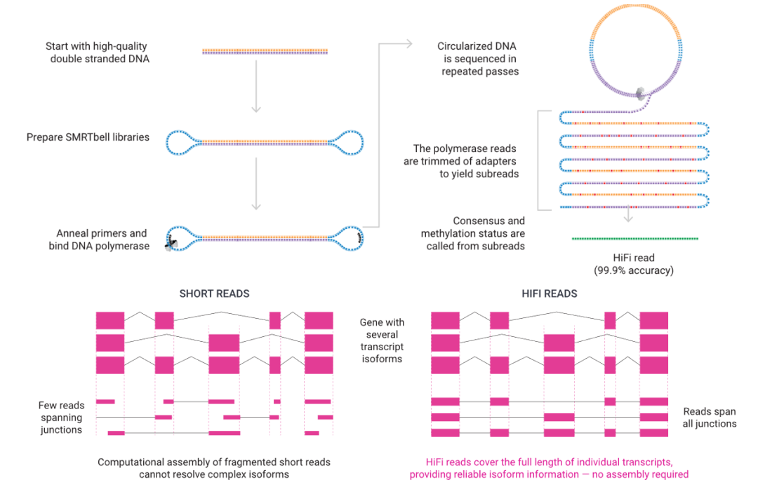 新锐视点 | 长读长测序家族之ISO-seq - 知乎
