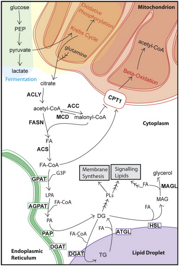 经典重读丨Cell Metab细胞脂肪酸代谢与癌症 - 知乎
