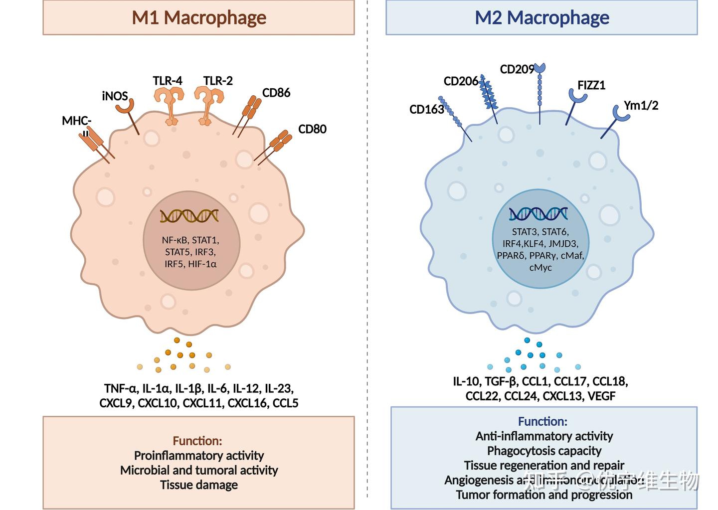 M1与M2型巨噬细胞：肿瘤治疗中的双刃剑 - 知乎