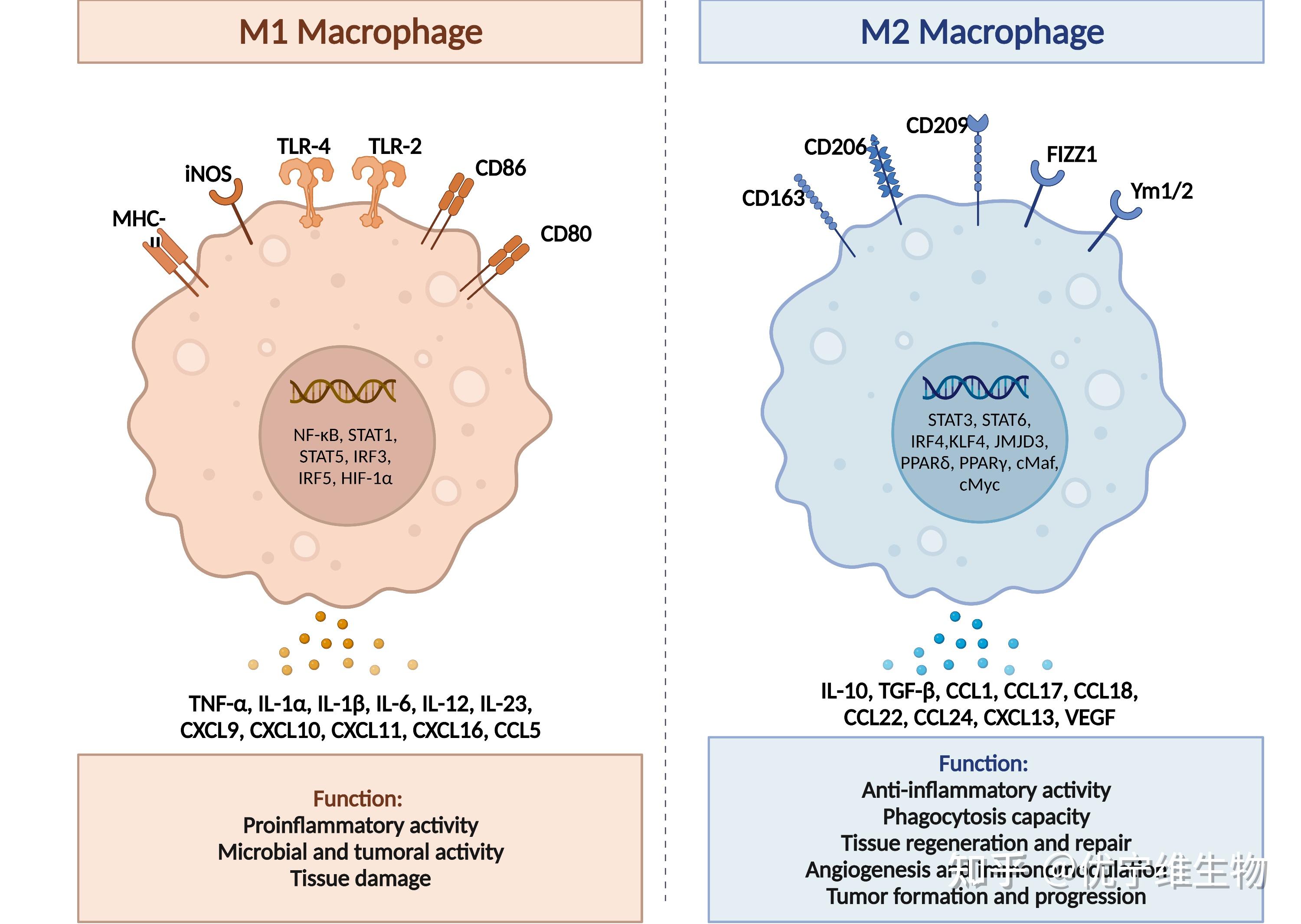 M1与M2型巨噬细胞：肿瘤治疗中的双刃剑 - 知乎