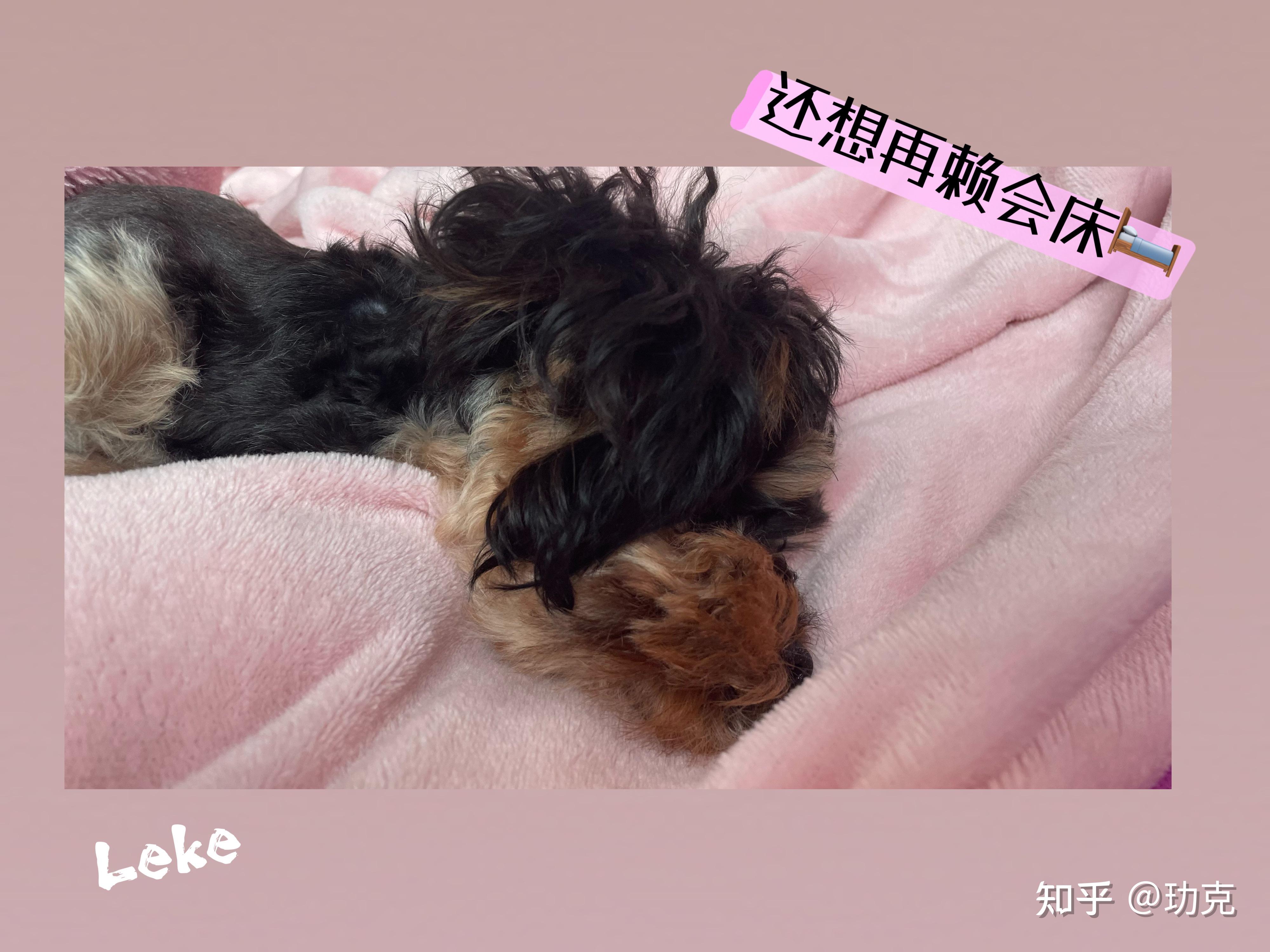 狗狗二次在床上撒尿,打完它我哭了 知乎