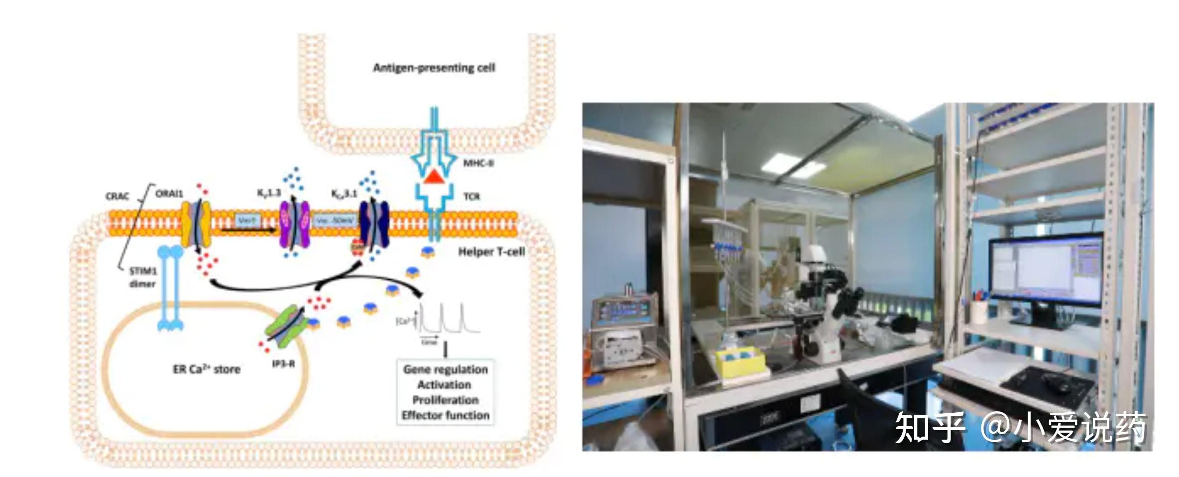 Voltage-gated potassium channels_Ion Channel Assays_Ion Channel Binding ...