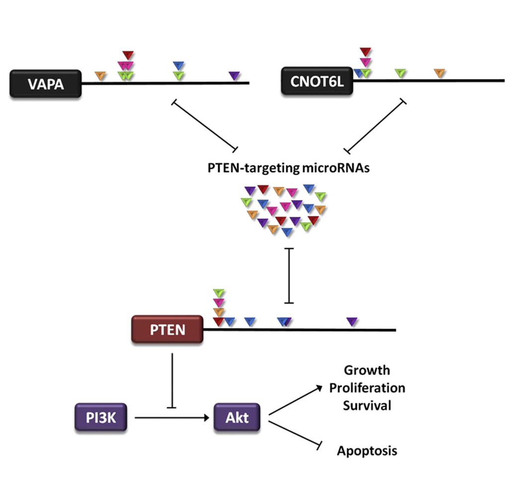 ceRNA机制研究常见套路 - 知乎