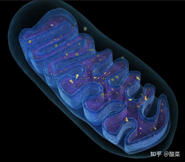 这个线粒体形态学软件，好用还免费 知乎eoi 8507