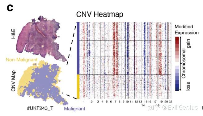 单细胞空间数据分析之CNV进化树 - 知乎