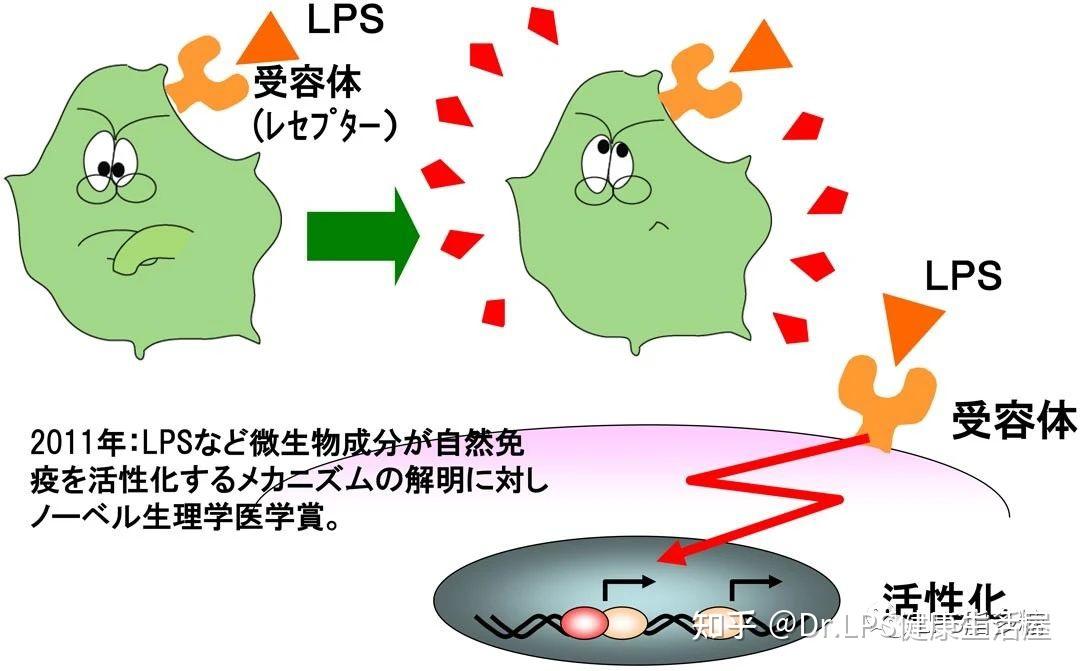 LPS脂多糖和内毒素的区别？ - 知乎