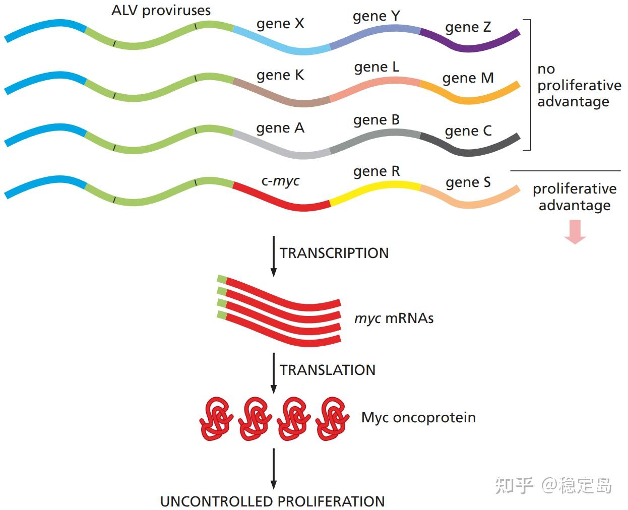 肿瘤生物学读书笔记10 从肿瘤病毒到癌基因理论的诞生（上） - 知乎