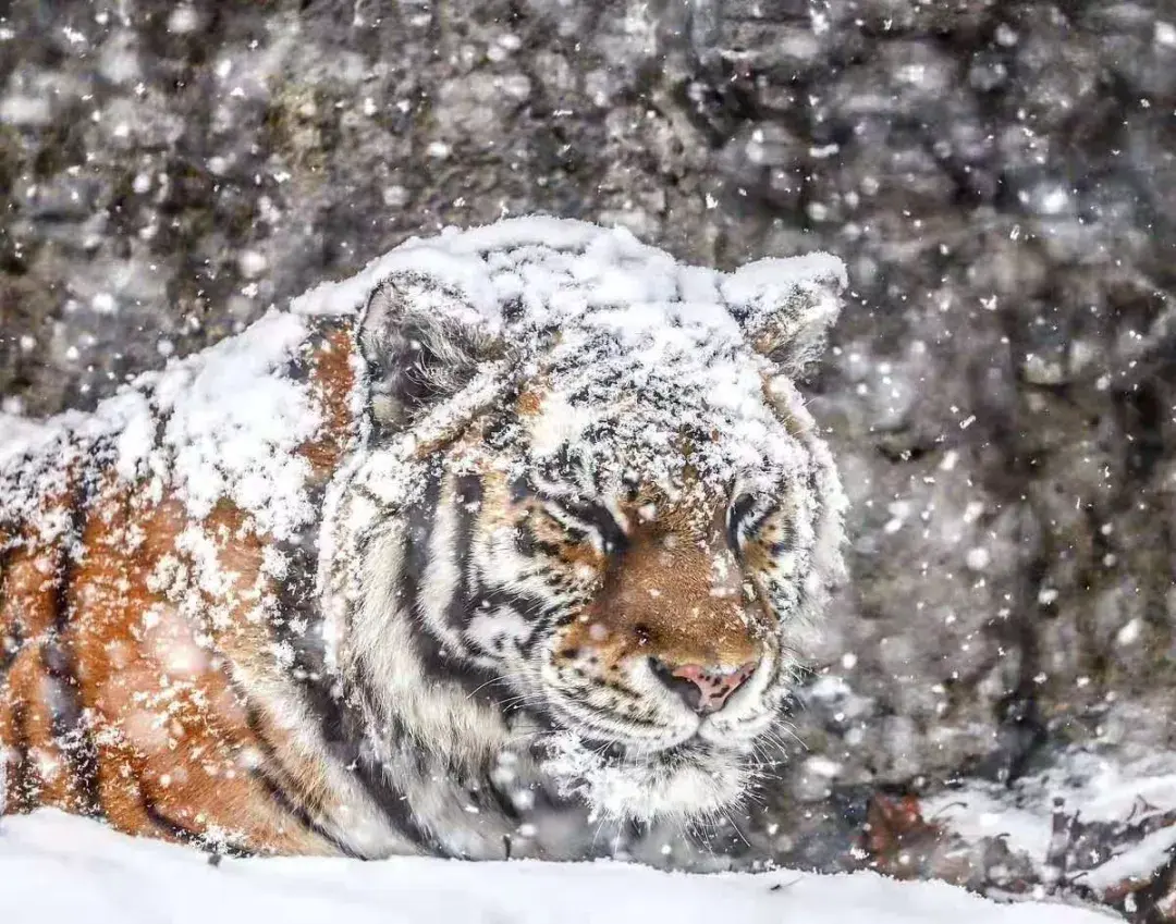 大雪 大雪至,宝宝养生有讲究,各位妈妈get起来! 知乎