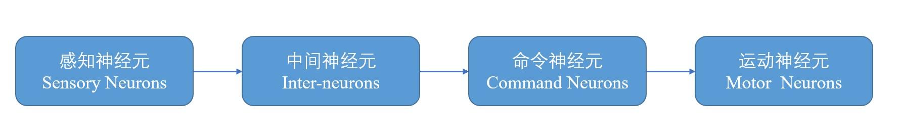 一些文章: Neural circuit policies enabling auditable autonomy - 知乎