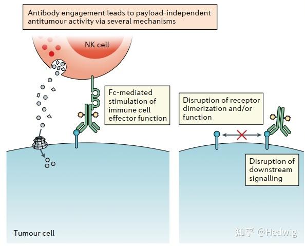 30分钟入门ADC-1：ADC概述 - 知乎