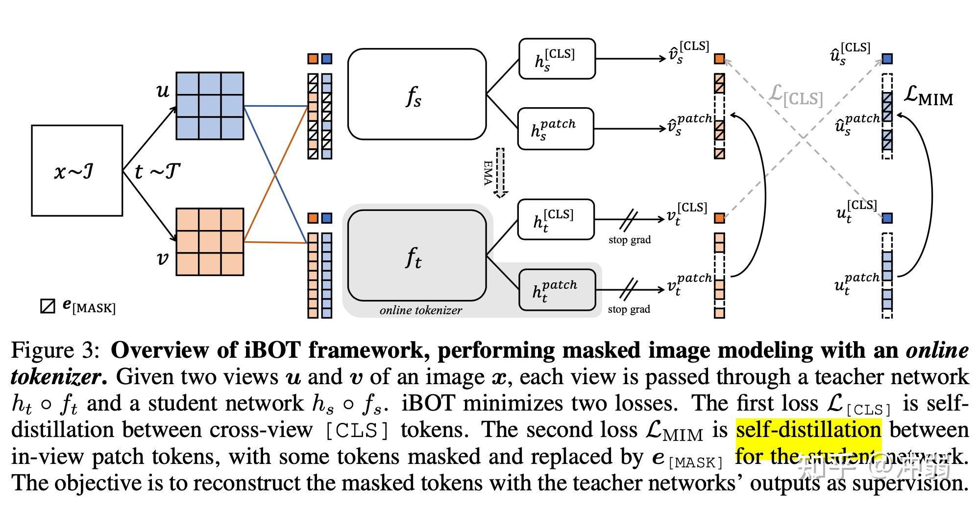 一篇文章搞懂iBOT - 知乎
