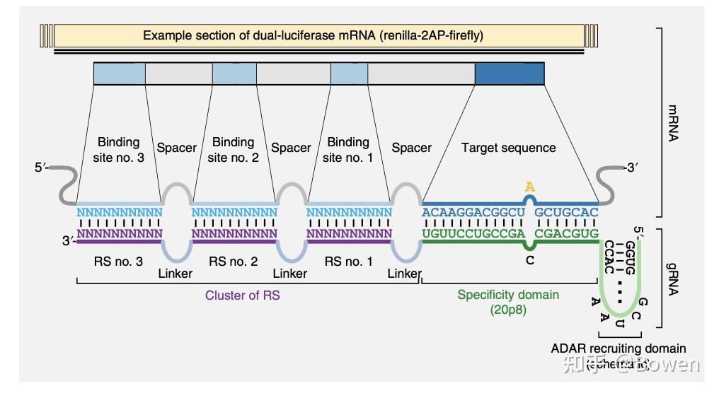 RNA Editing发展历程 - 知乎